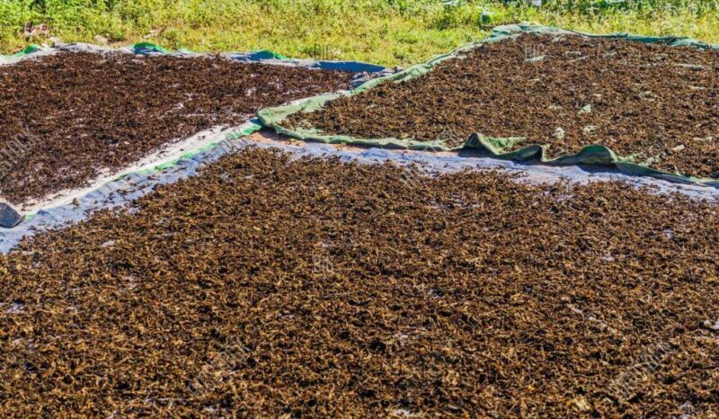 Learn the Amazing Way of the Making of the Black Tea Leaves